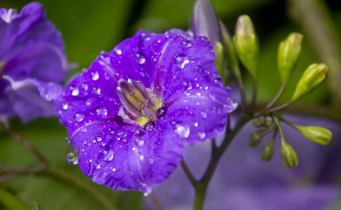 Productos - Capiro Vivero