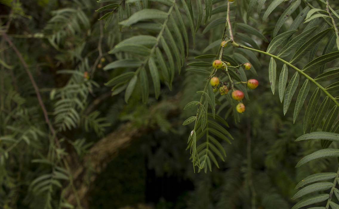 Productos - Capiro Vivero