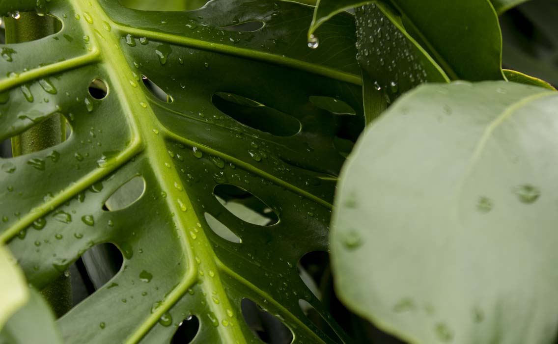 Productos - Capiro Vivero