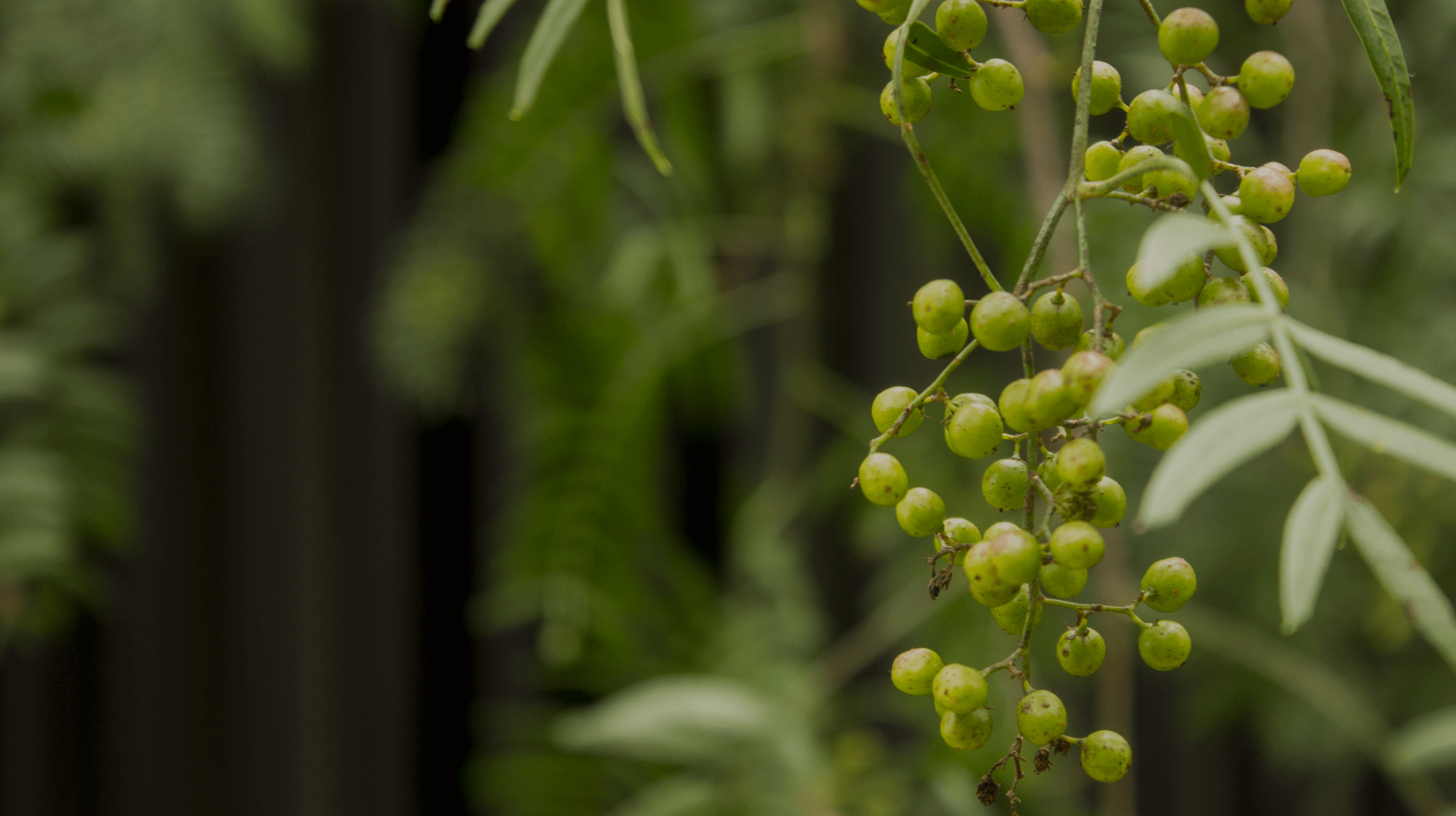 Capiro Vivero - Inicio