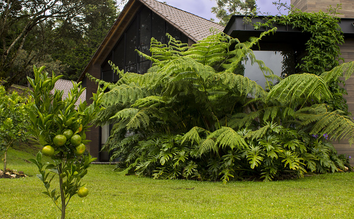 Productos - Capiro Vivero