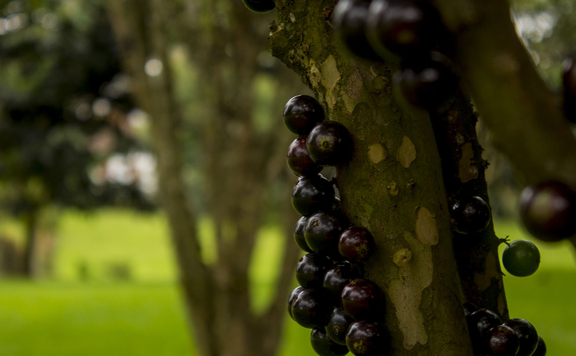 Productos - Capiro Vivero