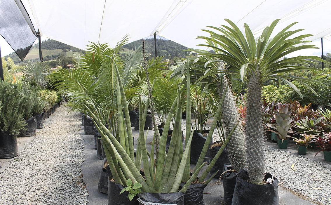 Productos - Capiro Vivero