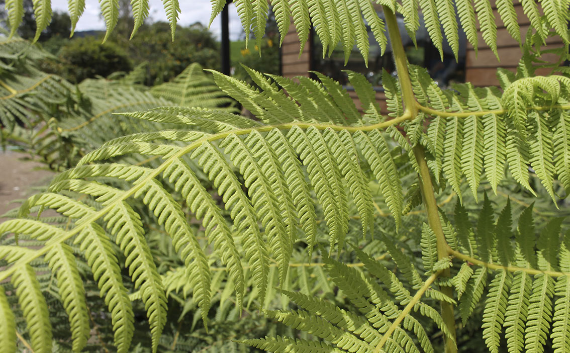 Productos - Capiro Vivero