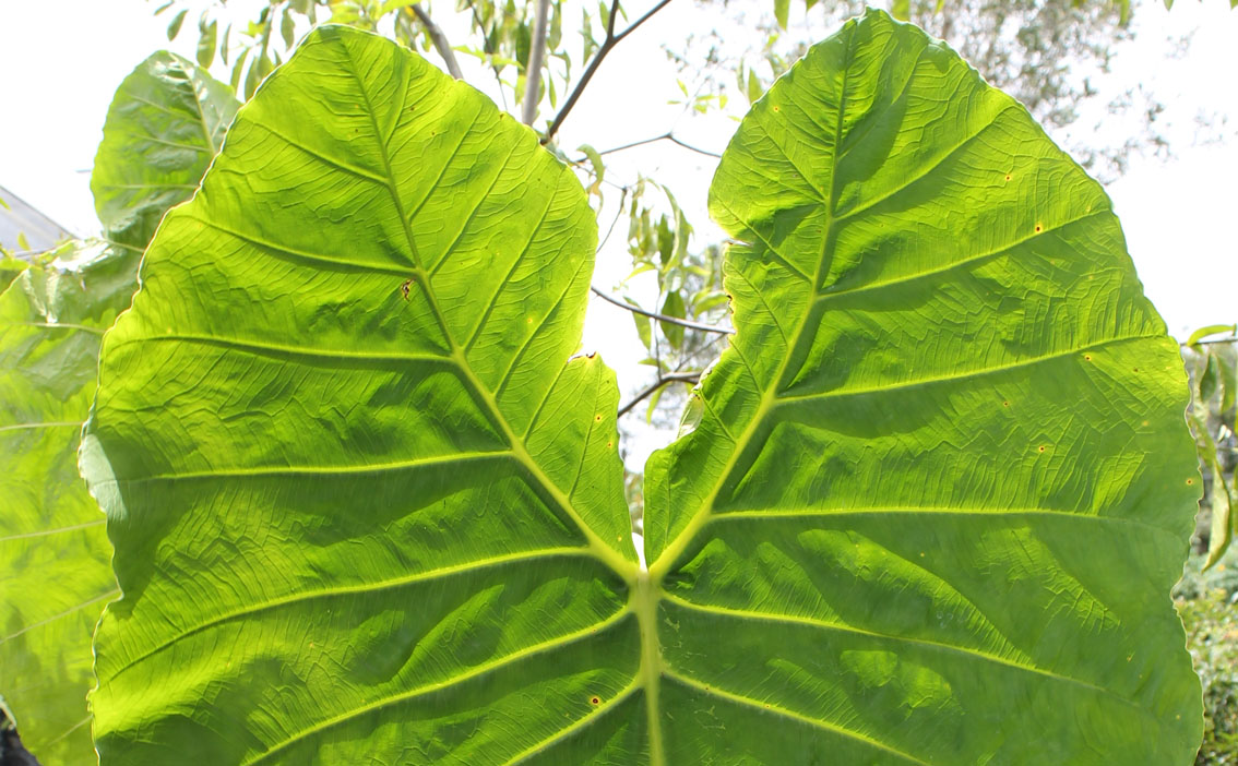 Productos - Capiro Vivero