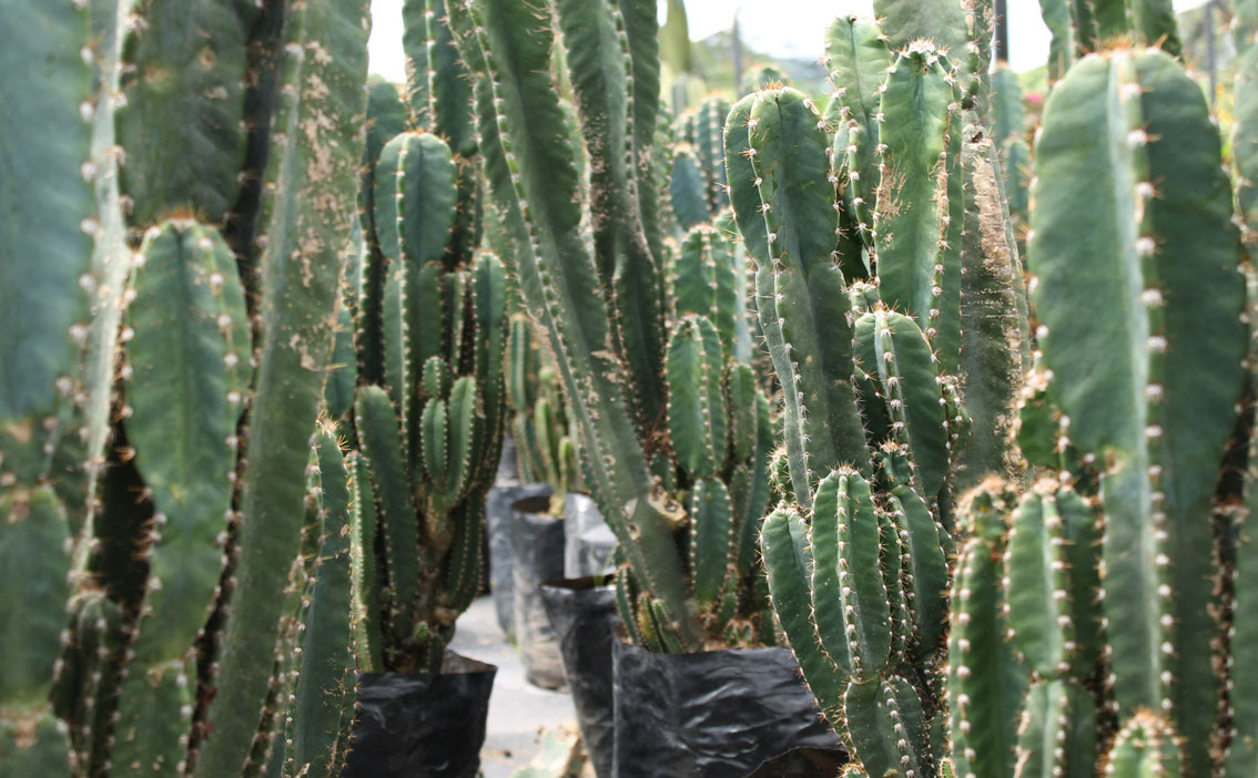 Productos - Capiro Vivero