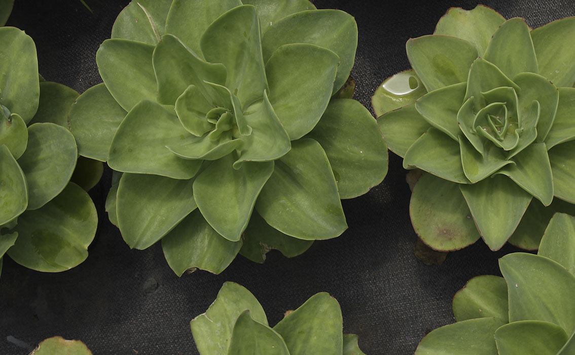 Productos - Capiro Vivero