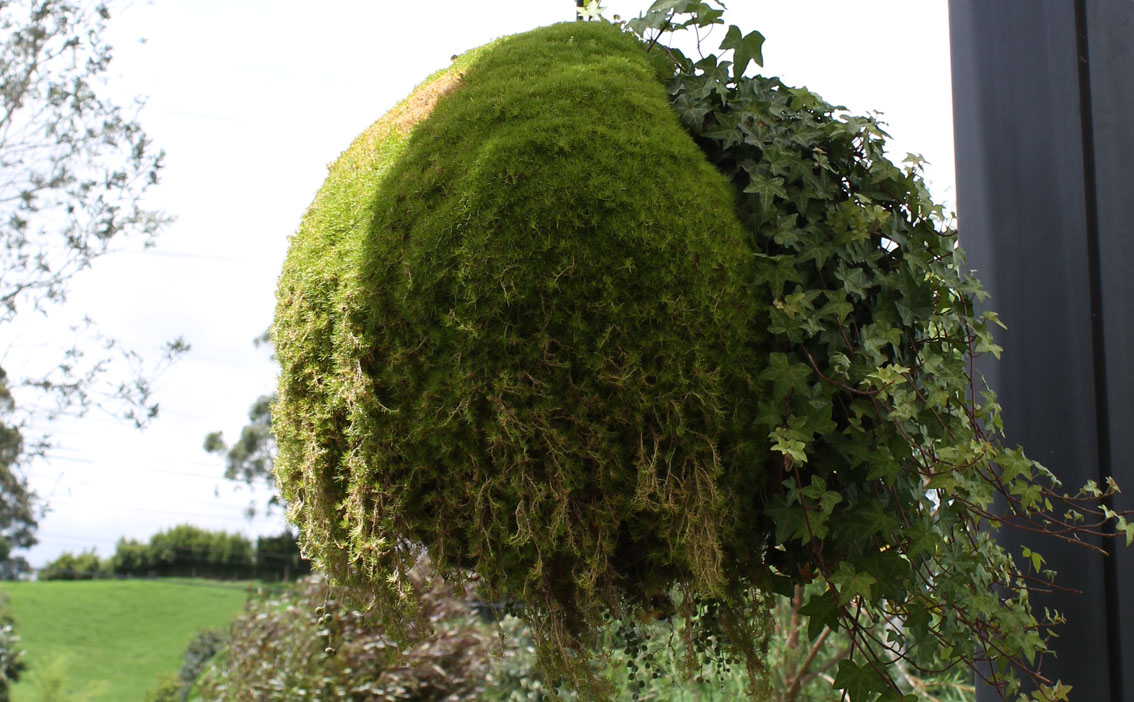 Productos - Capiro Vivero