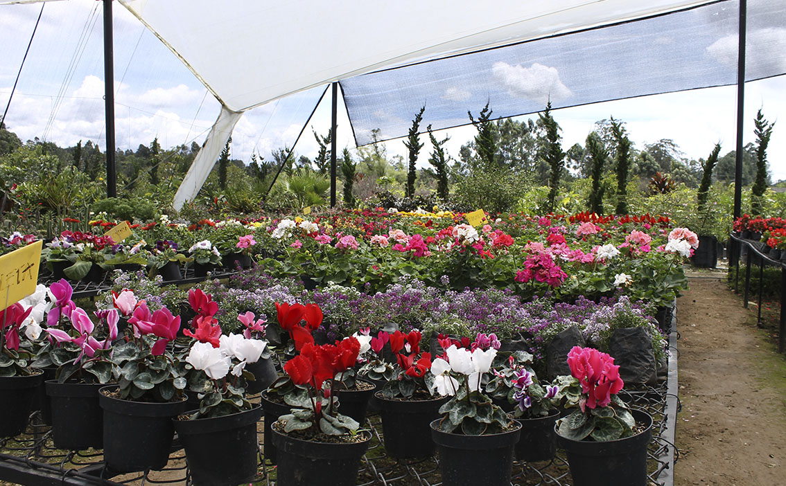 Productos - Capiro Vivero