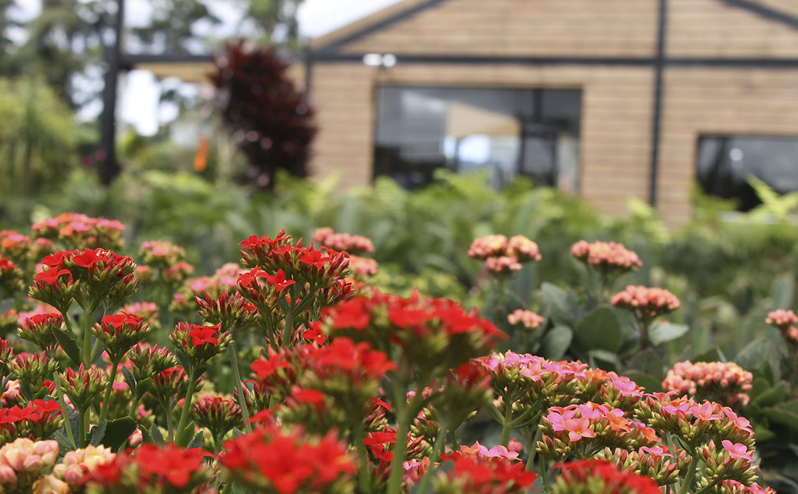 Productos - Capiro Vivero